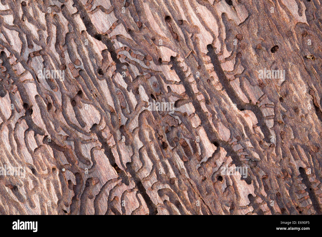 Insect tunnels hi-res stock photography and images - Alamy