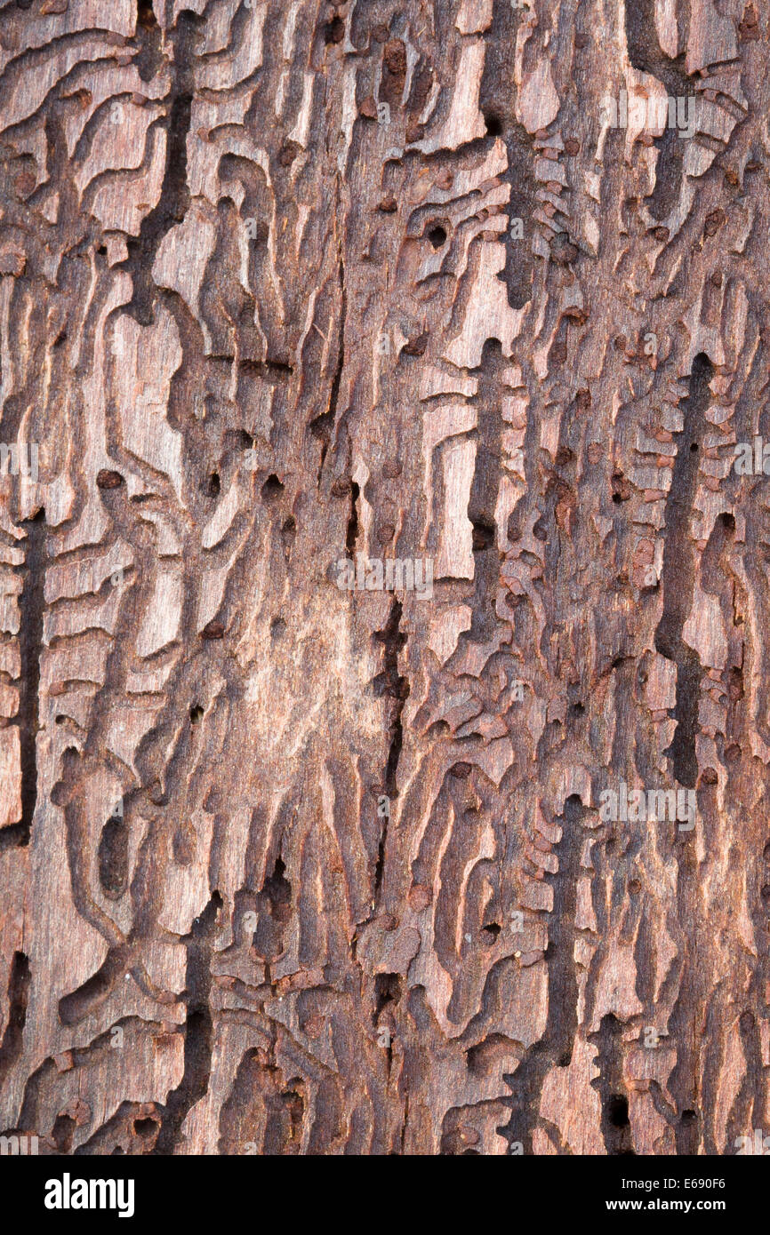 Boring insects hi-res stock photography and images - Alamy