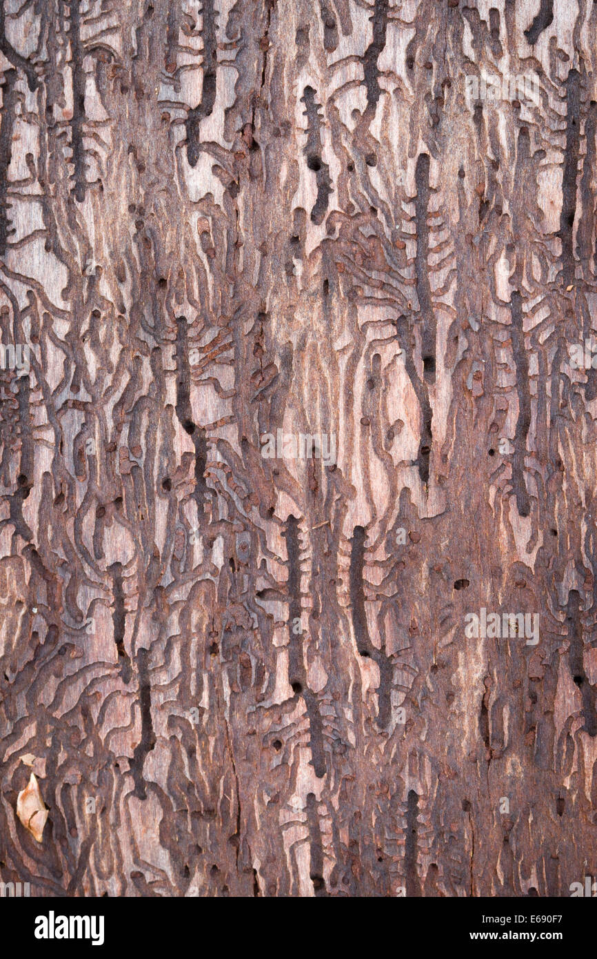 Patterns left in wood by boring insects. Photographed in Washinton, USA ...