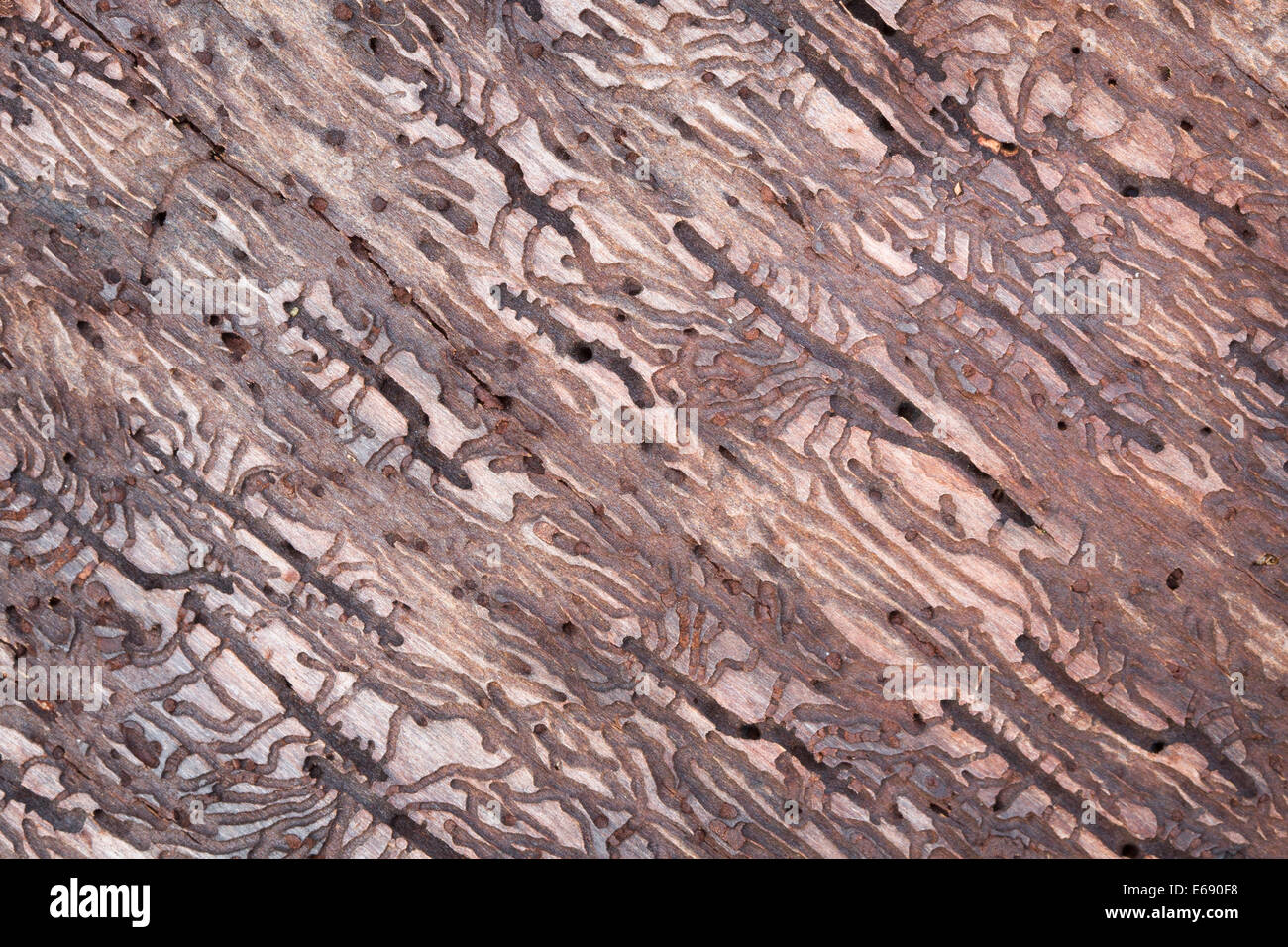 Insect tunnels hi-res stock photography and images - Alamy