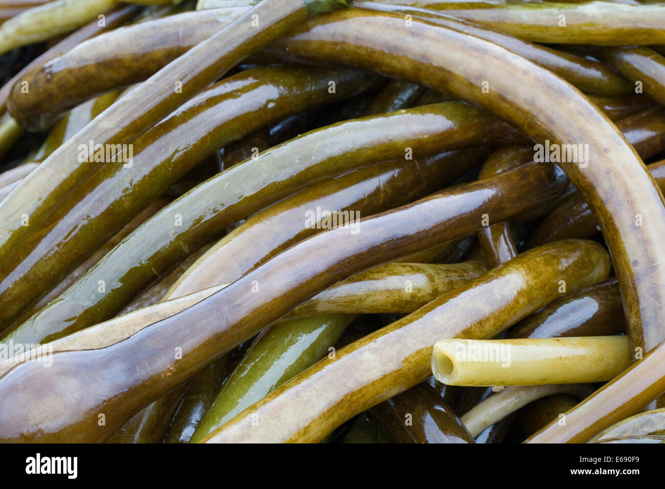 Tangled Seaweed Stock Photos & Tangled Seaweed Stock Images - Alamy