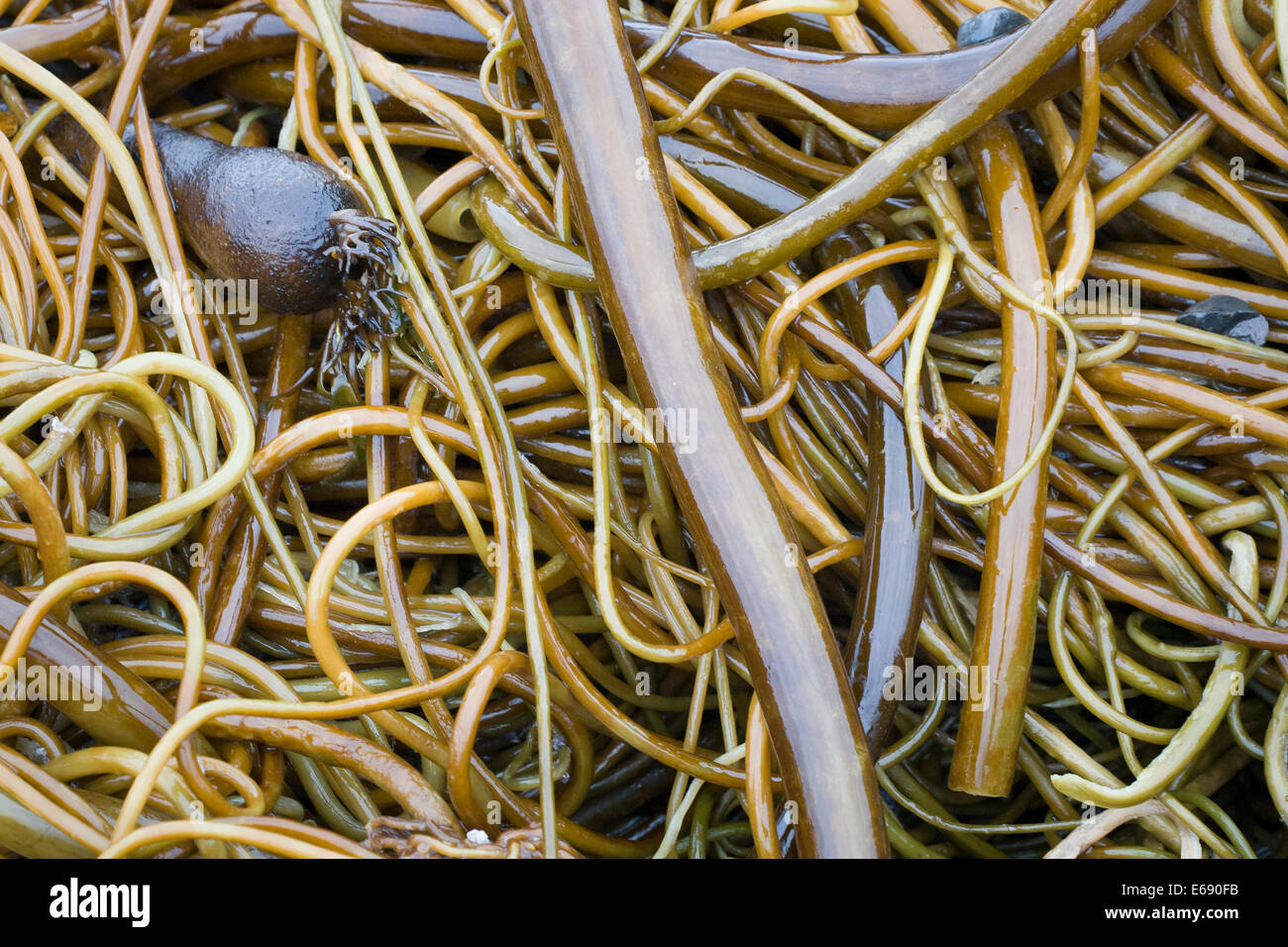 Tangled Seaweed Stock Photos & Tangled Seaweed Stock Images - Alamy