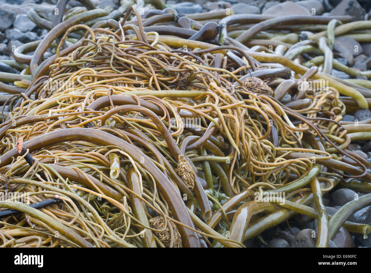 Kelp after the storm hi-res stock photography and images - Alamy