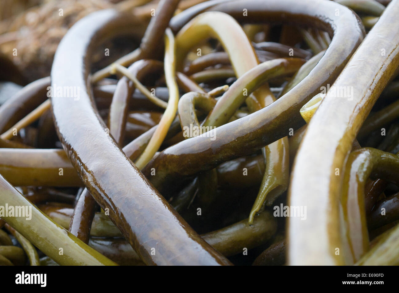 Bull Kelp Stock Photos & Bull Kelp Stock Images - Alamy
