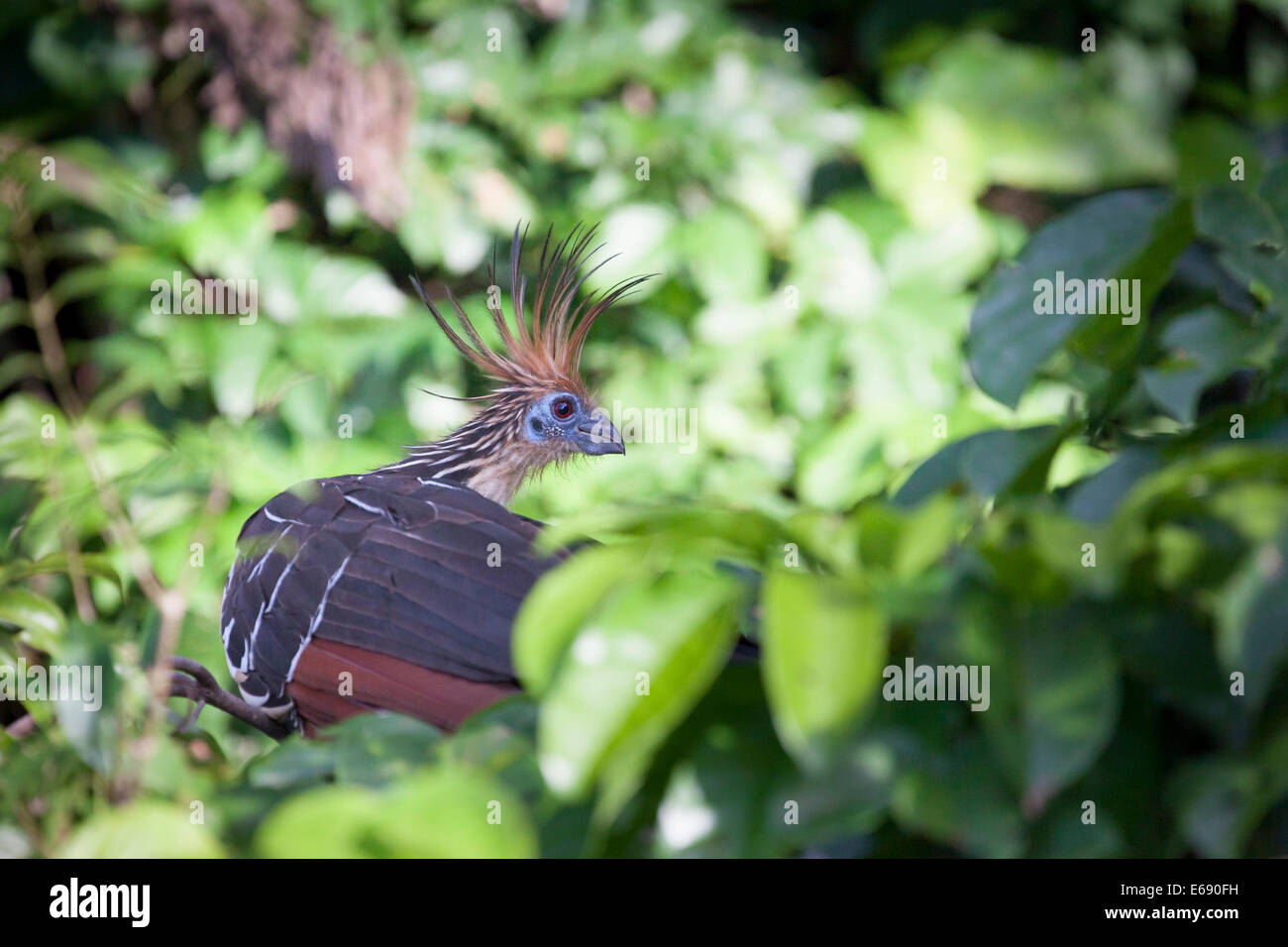 The hoatzin, a.k.a. "stinkbird," due to a manure-like smell (a result ...