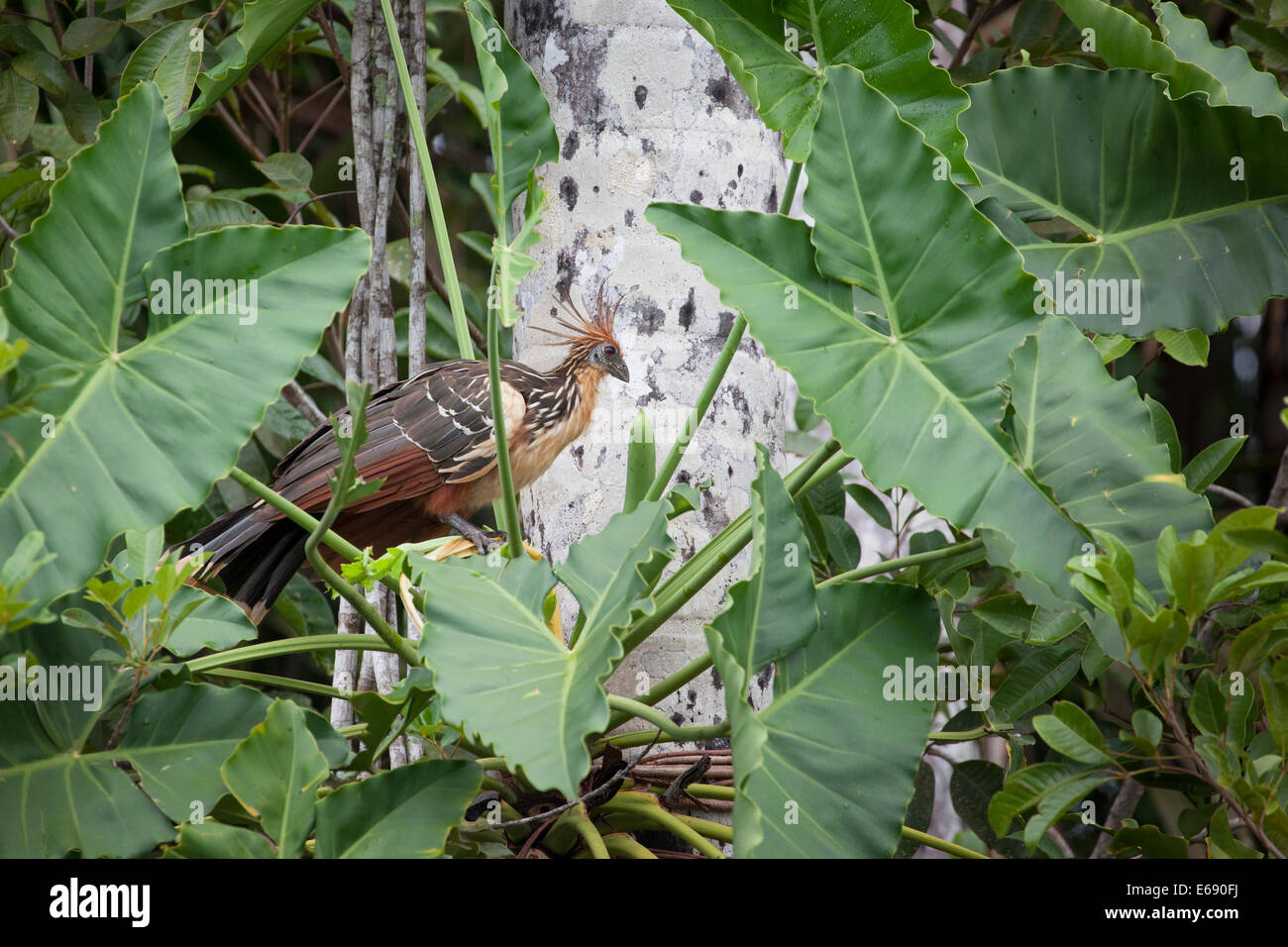 The hoatzin, a.k.a. "stinkbird," due to a manure-like smell (a result ...