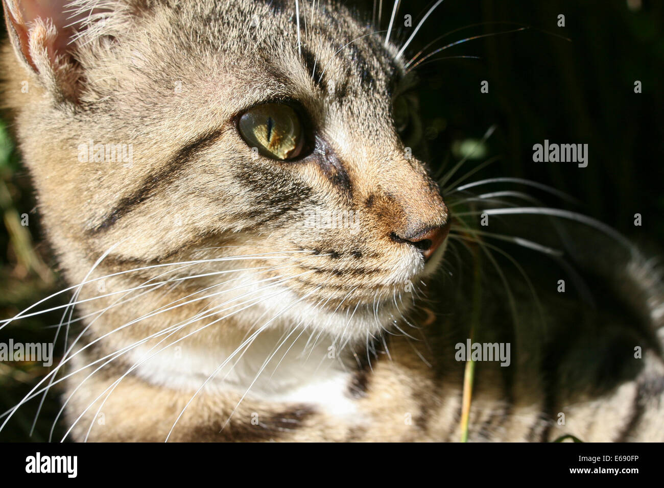 Profile of a cat Stock Photo - Alamy