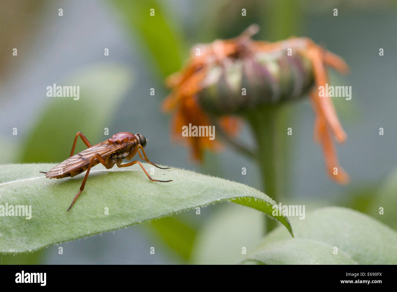 An orange fly Stock Photo - Alamy