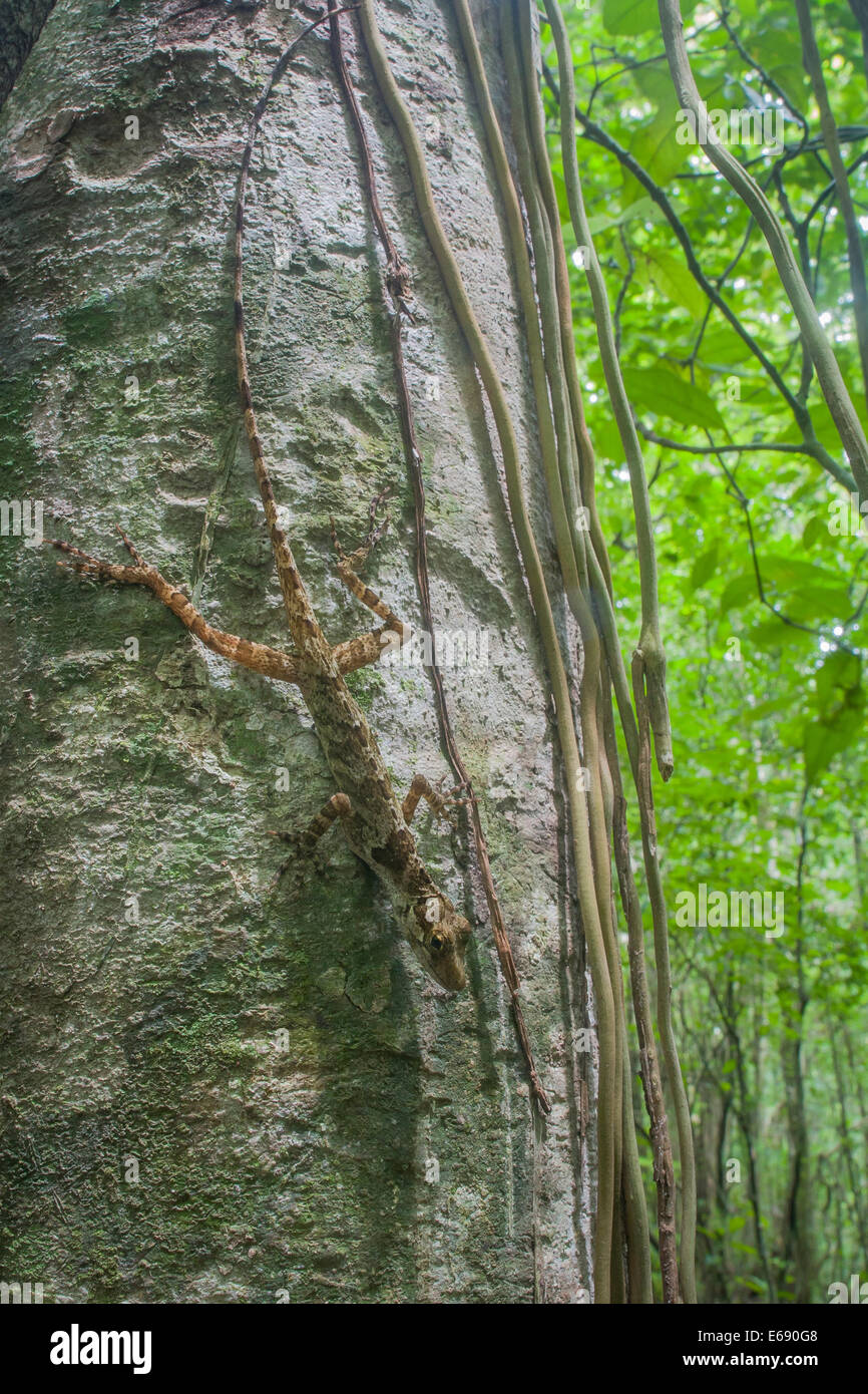 Blue eyed anole hi-res stock photography and images - Alamy