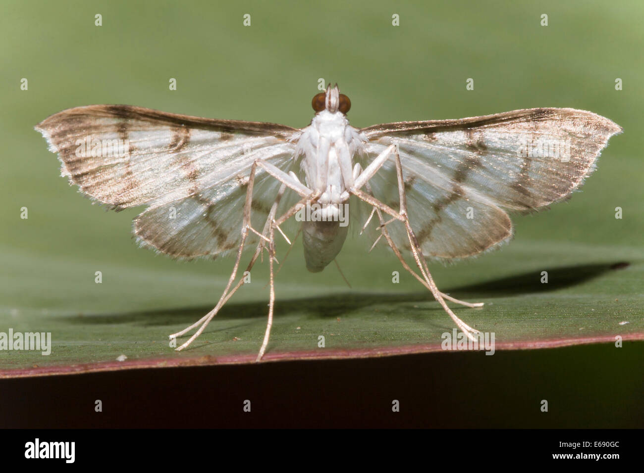 Small moth resting on a leaf; order Lepidoptera. Photographed in Costa ...