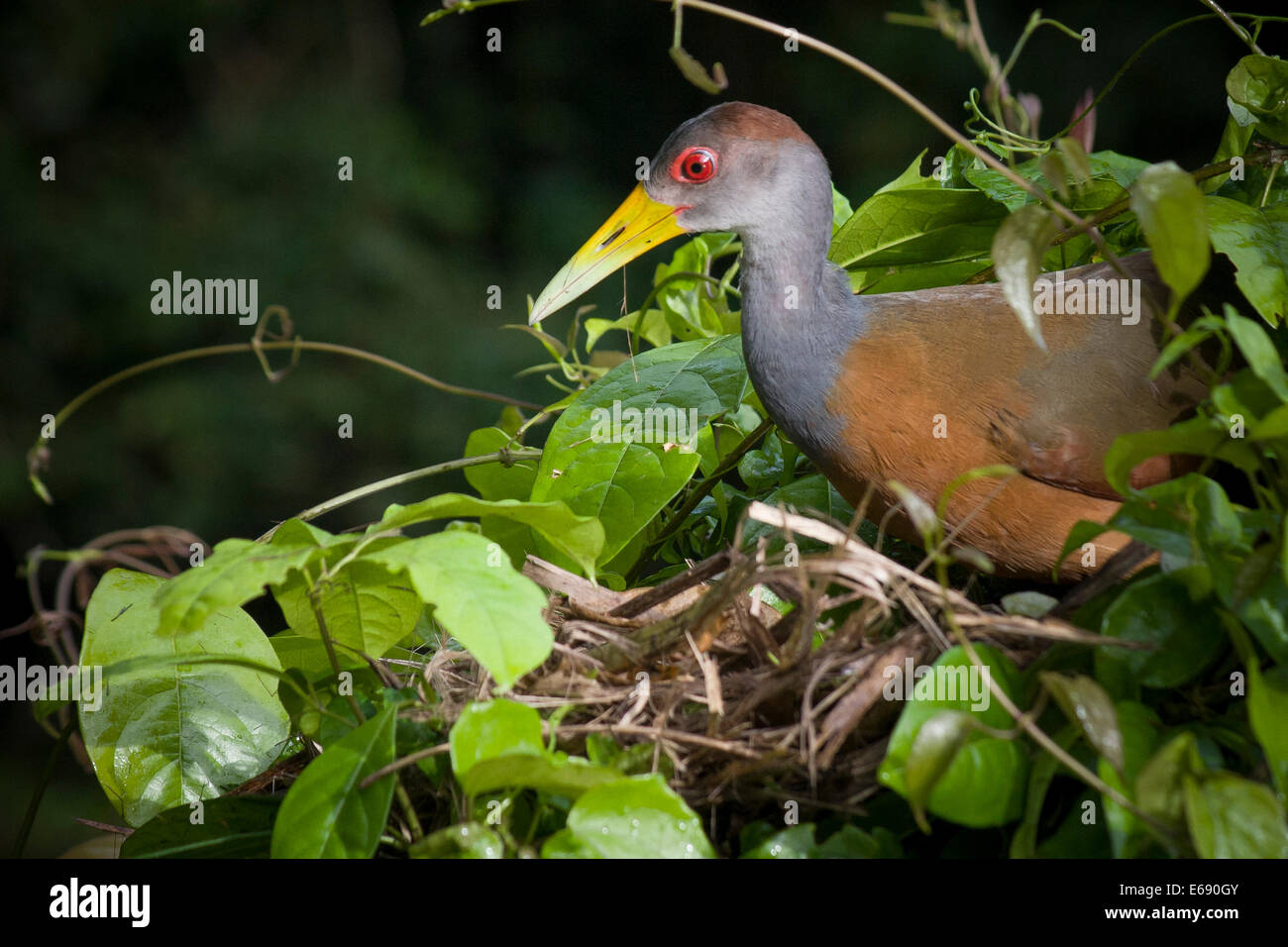 A grey-necked wood rail (Aramides cajaneus Stock Photo - Alamy