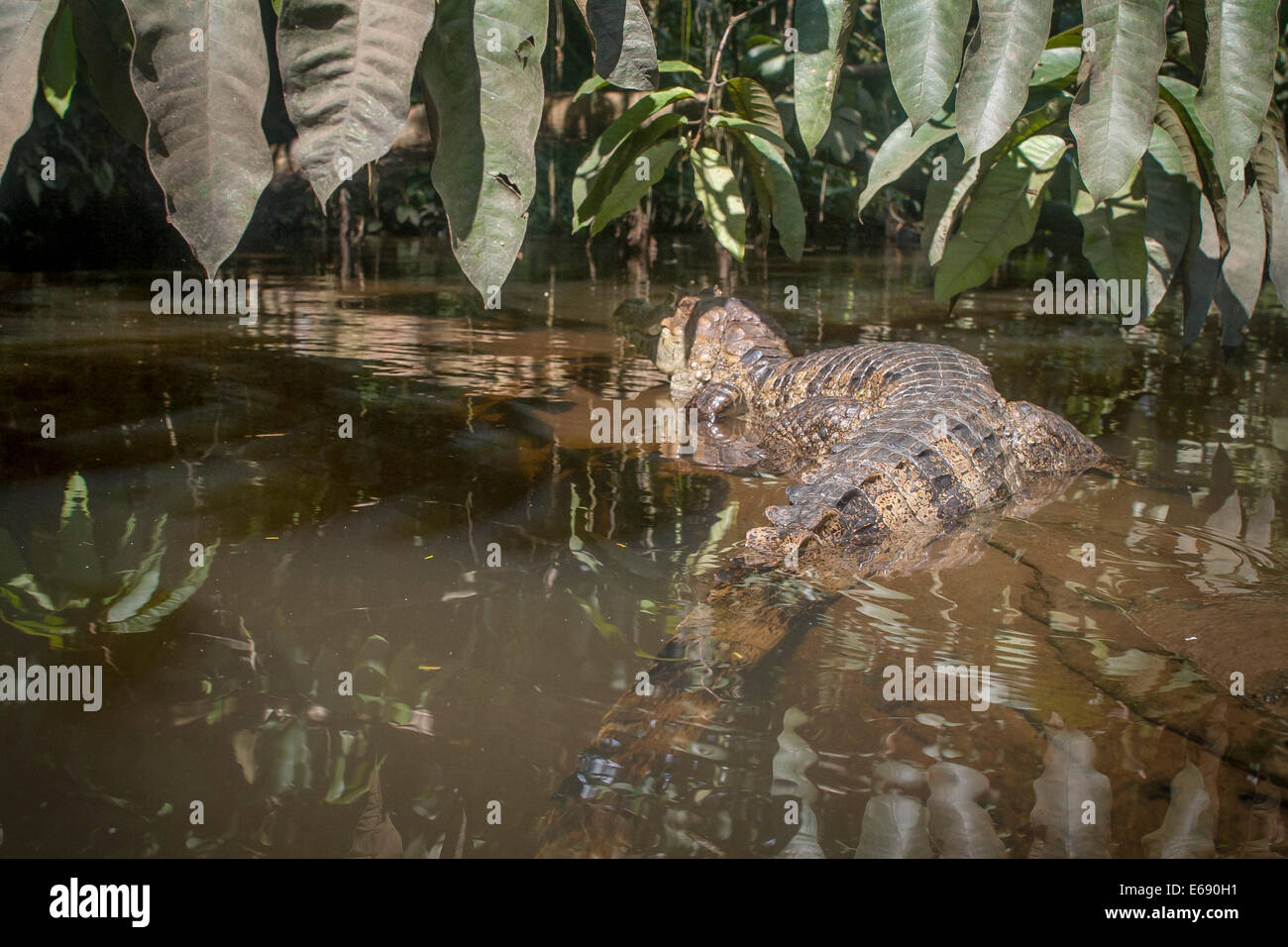 A spectacled caiman, Caiman crocodilus Stock Photo - Alamy