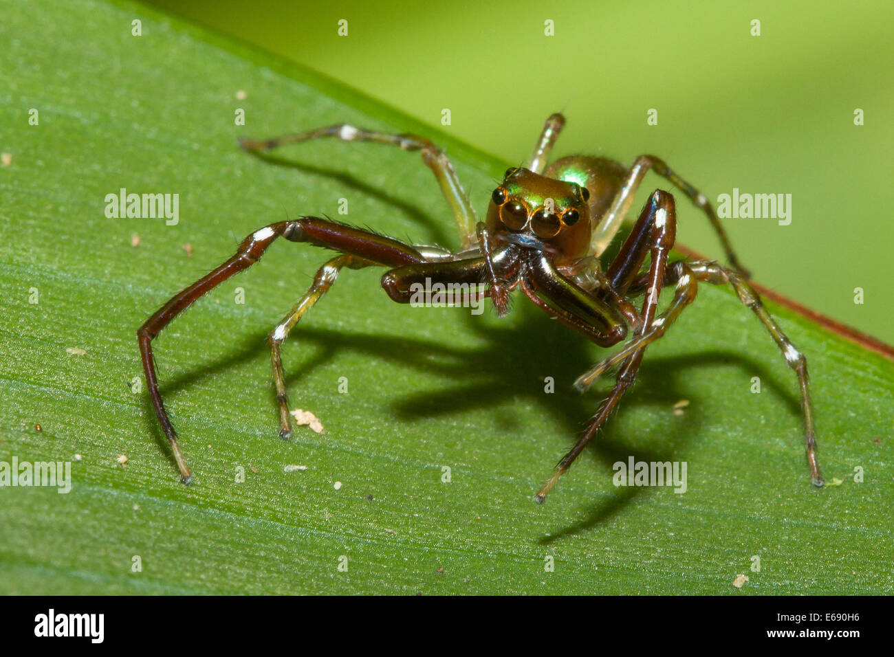 Chelicerae with fangs hi-res stock photography and images - Alamy