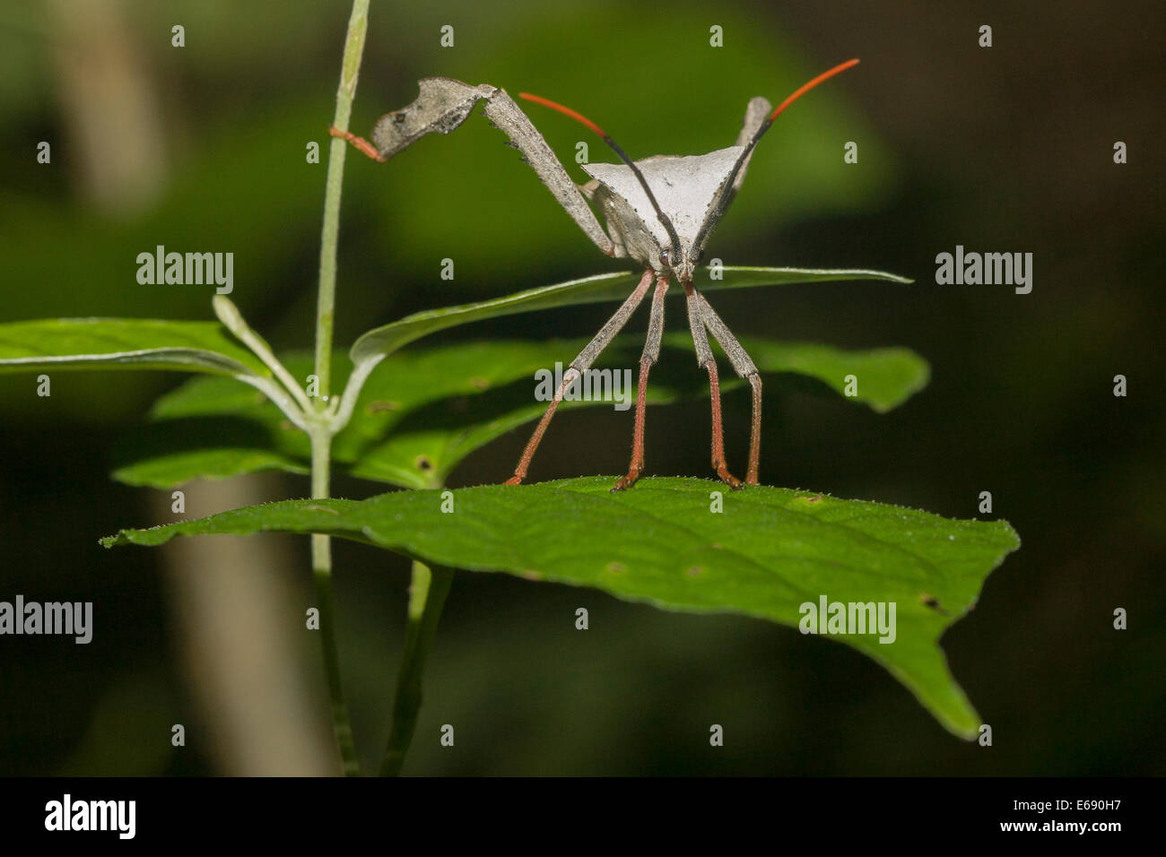 A leaf-footed bug, family Coreidae Stock Photo - Alamy