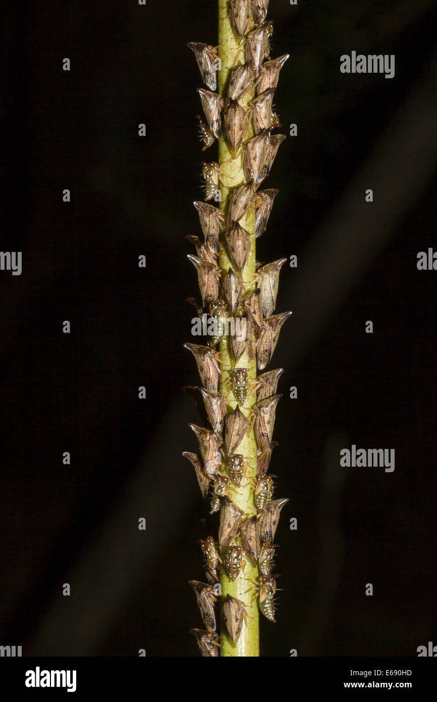 Thorn bug treehopper hi-res stock photography and images - Alamy