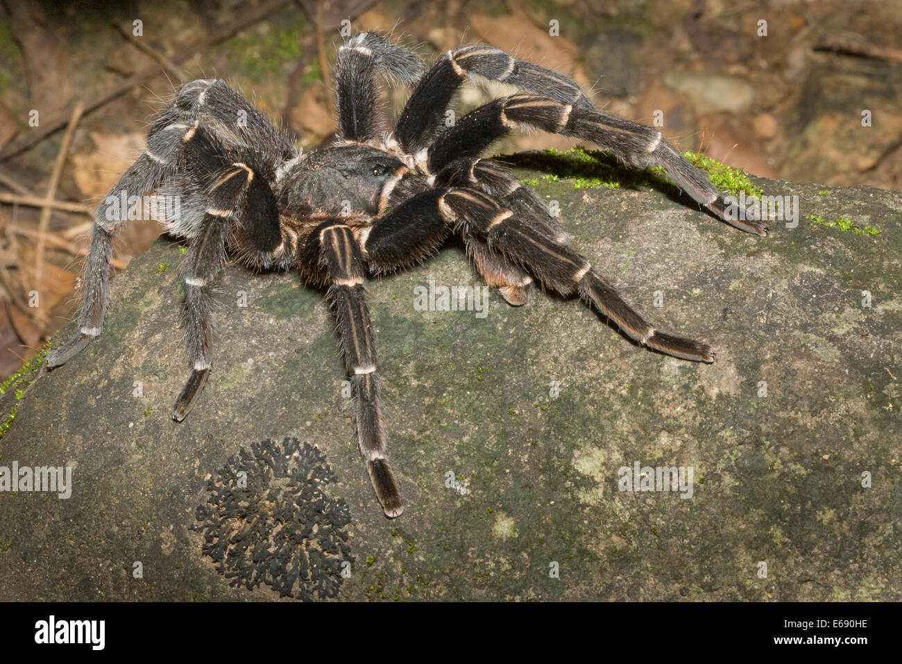 A tarantula (family Theraphosidae). Photographed in Costa Rica Stock ...