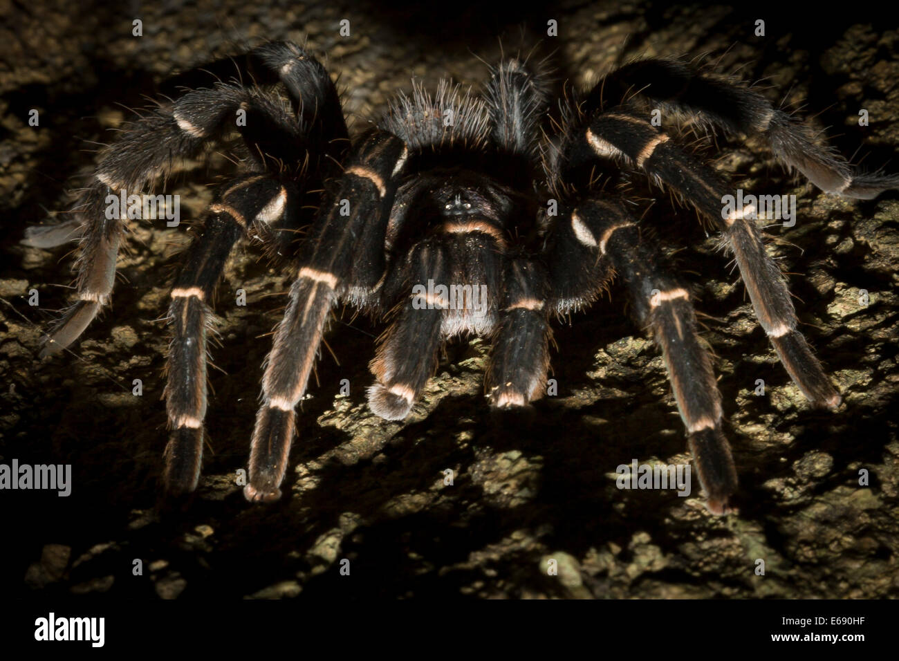 A tarantula (family Theraphosidae). Photographed in Costa Rica Stock ...