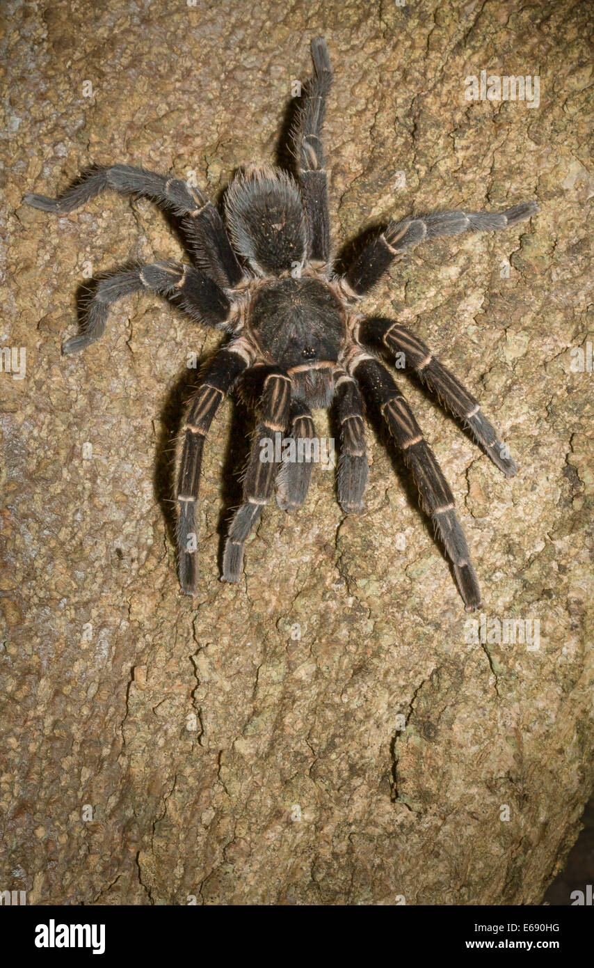 A tarantula (family Theraphosidae). Photographed in Costa Rica Stock ...