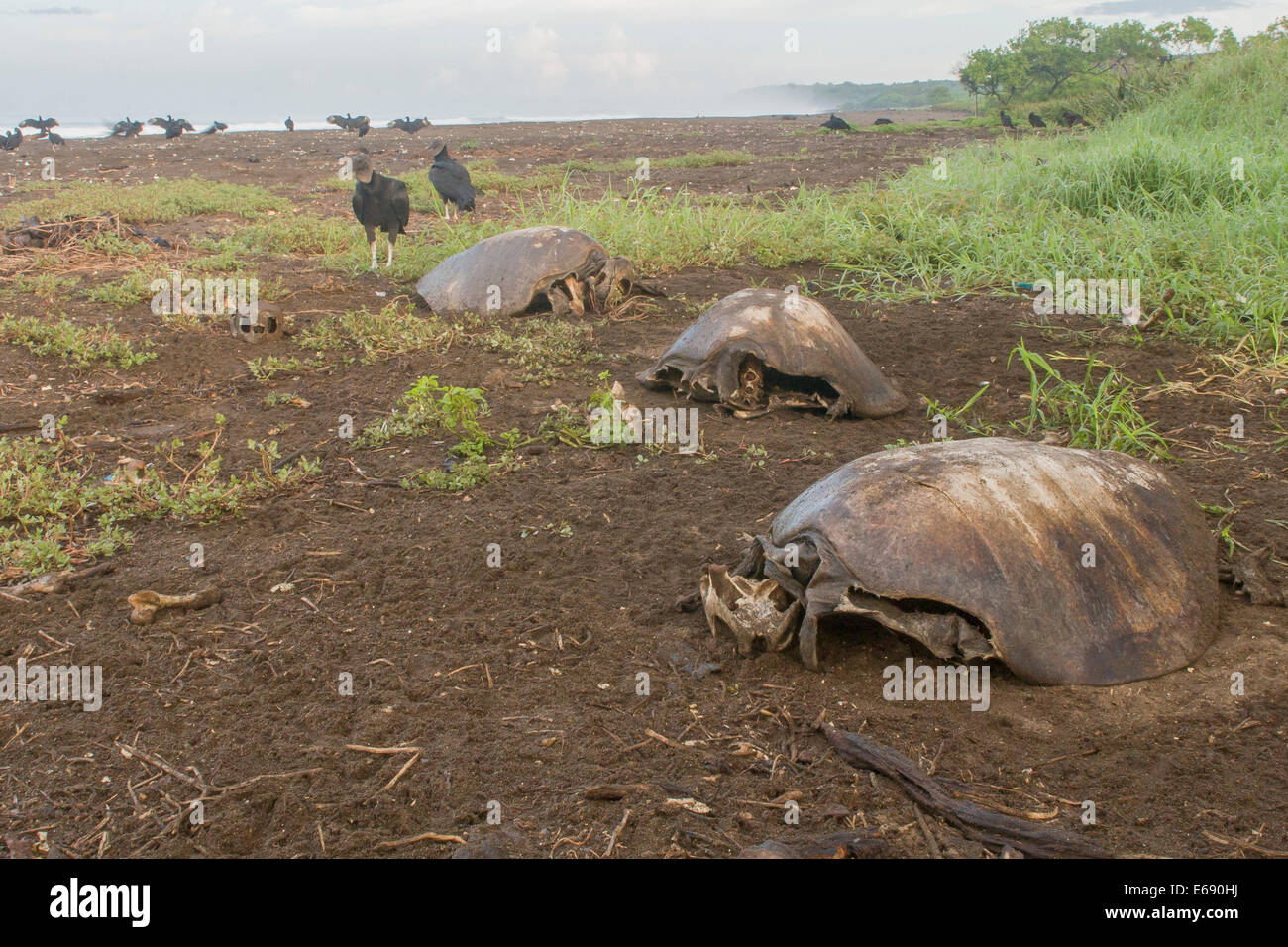 Remains of 3 dead olive ridley sea turtles (Lepidochelys olivacea ...