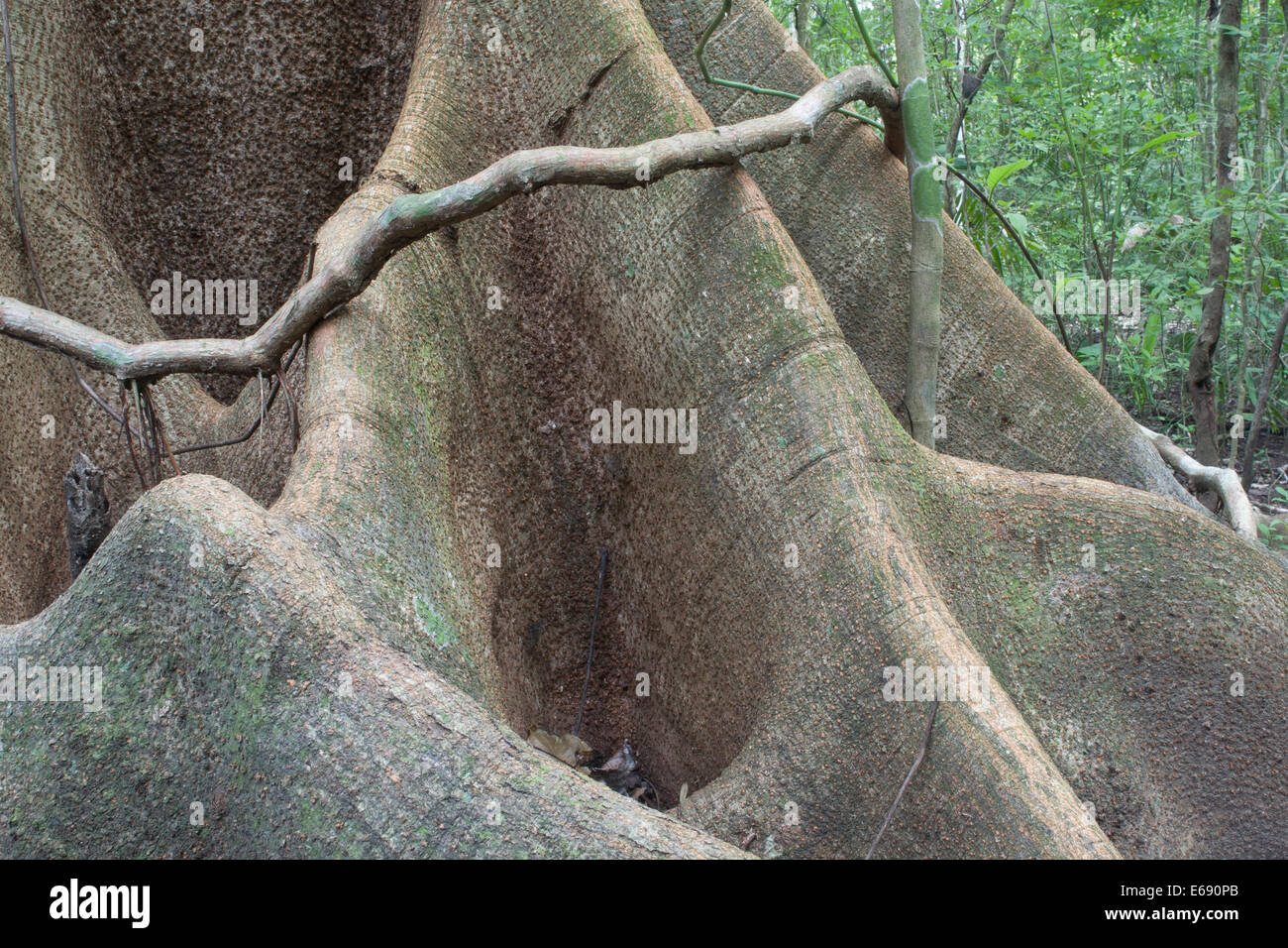 Buttress root and liana Stock Photo - Alamy