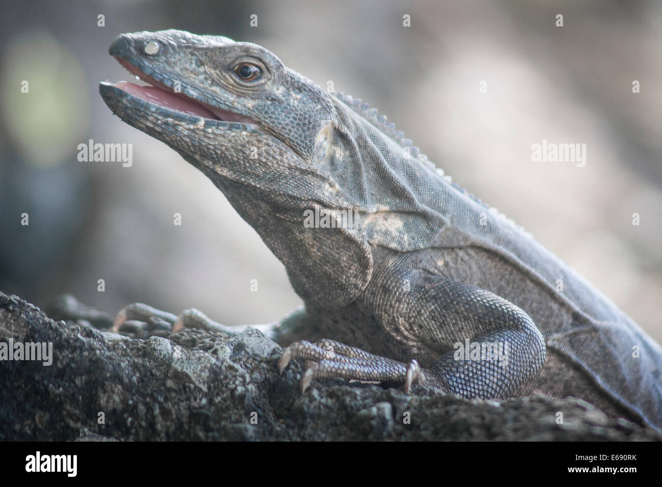 Garrobo hi-res stock photography and images - Alamy