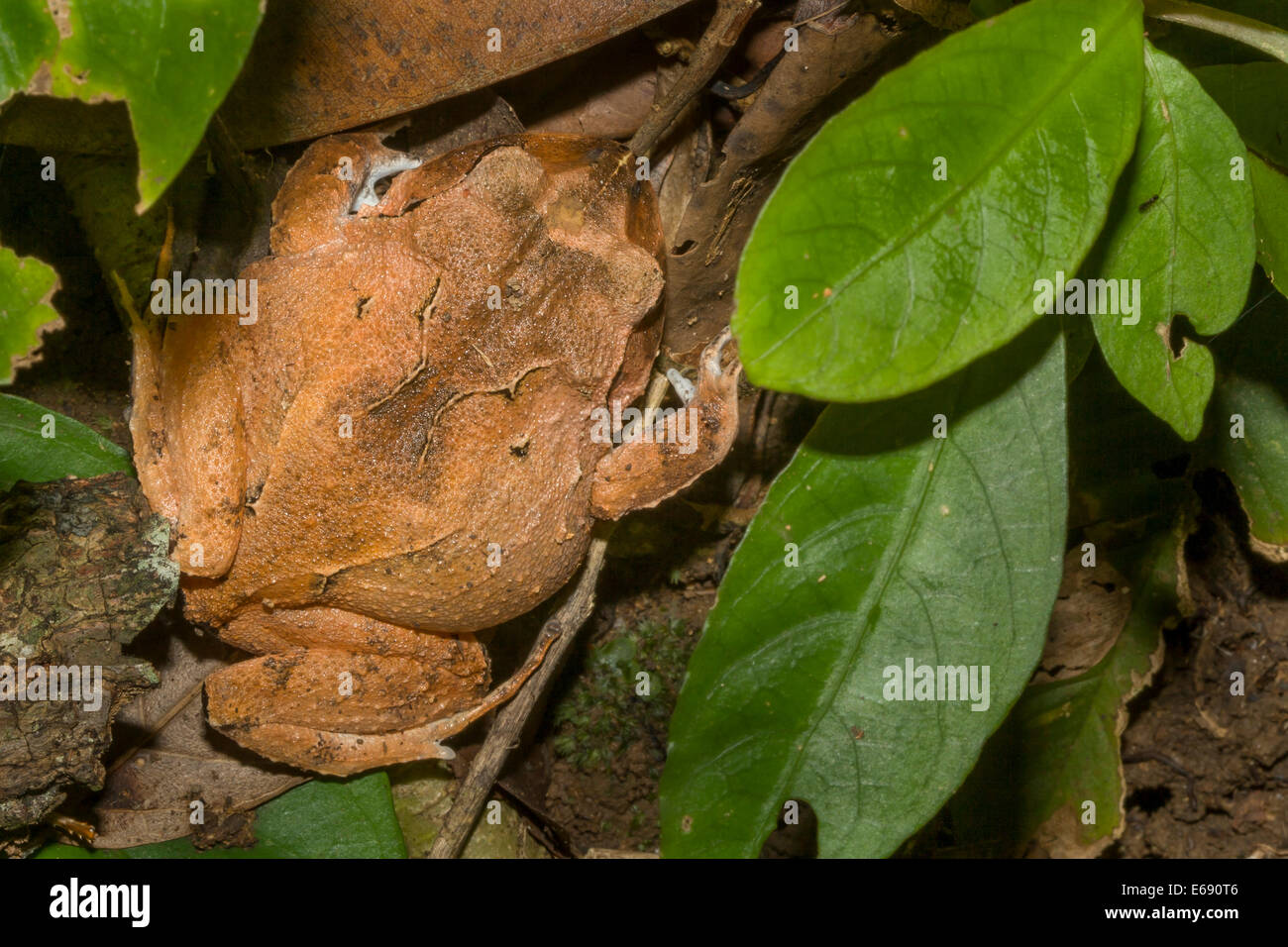 A broad-headed rain frog (Craugastor megacephalus Stock Photo - Alamy