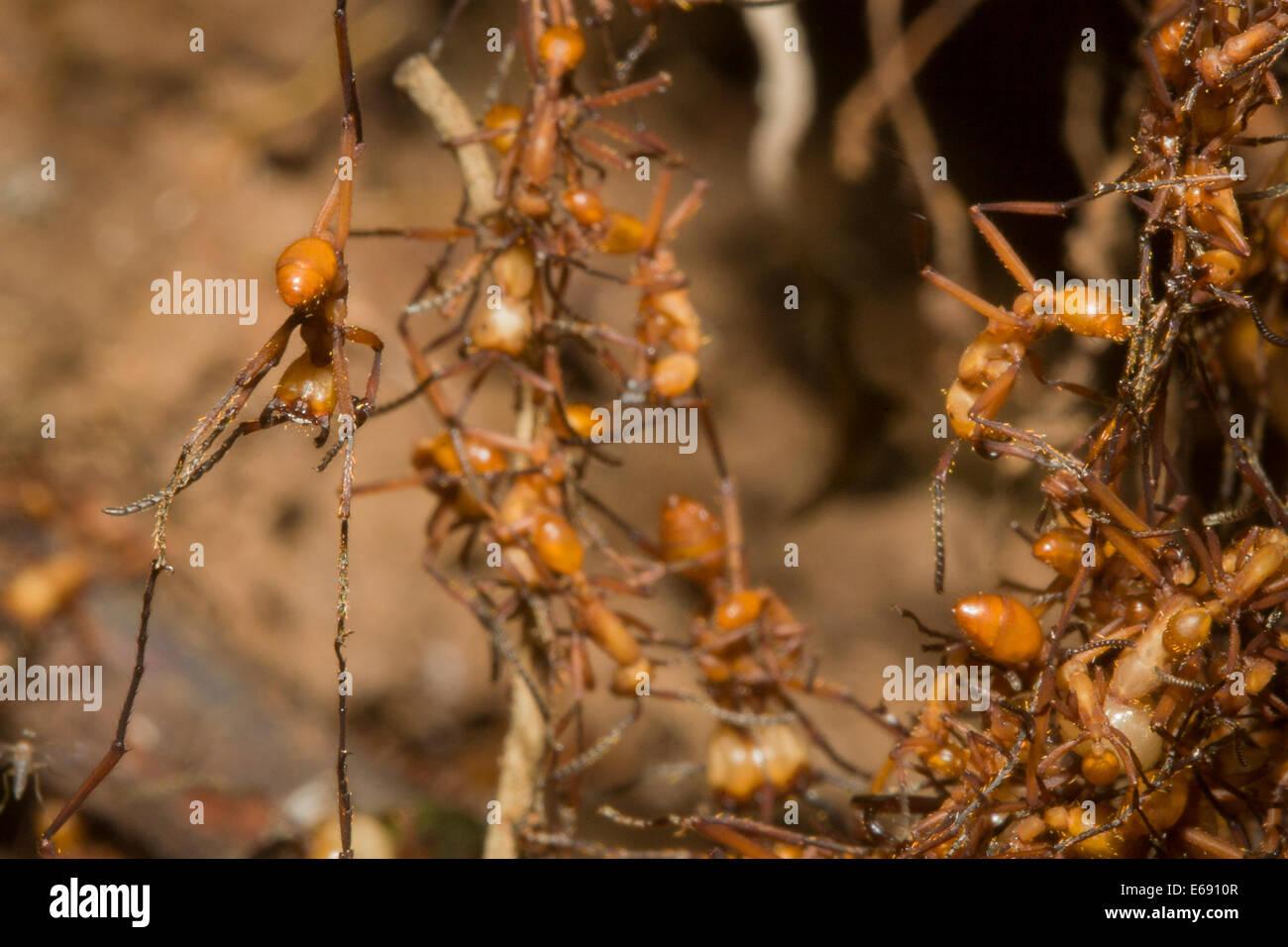 Army ant bivouac hi-res stock photography and images - Alamy