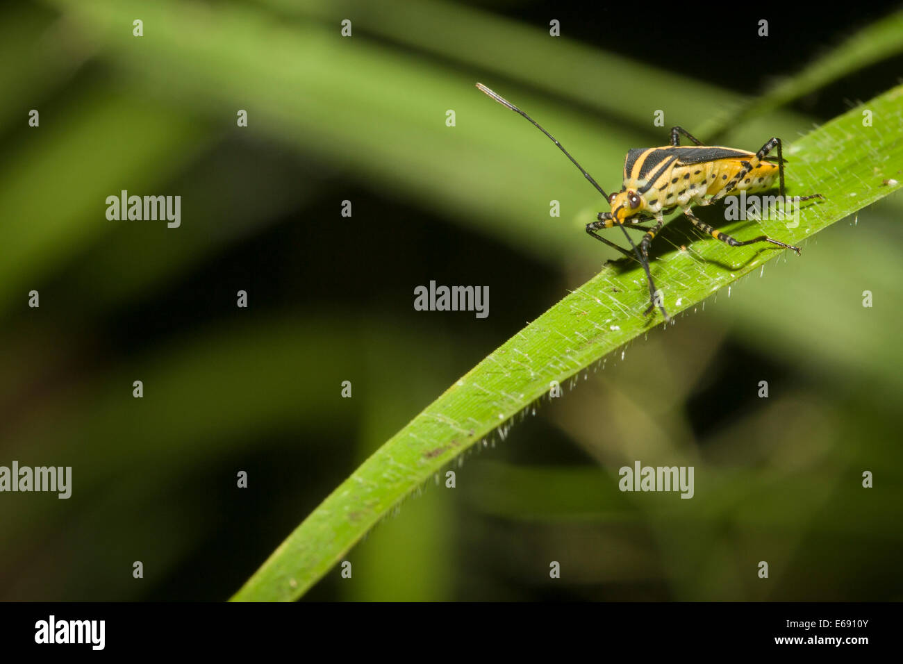 Hemiptera heteroptera bug insect hi-res stock photography and images ...