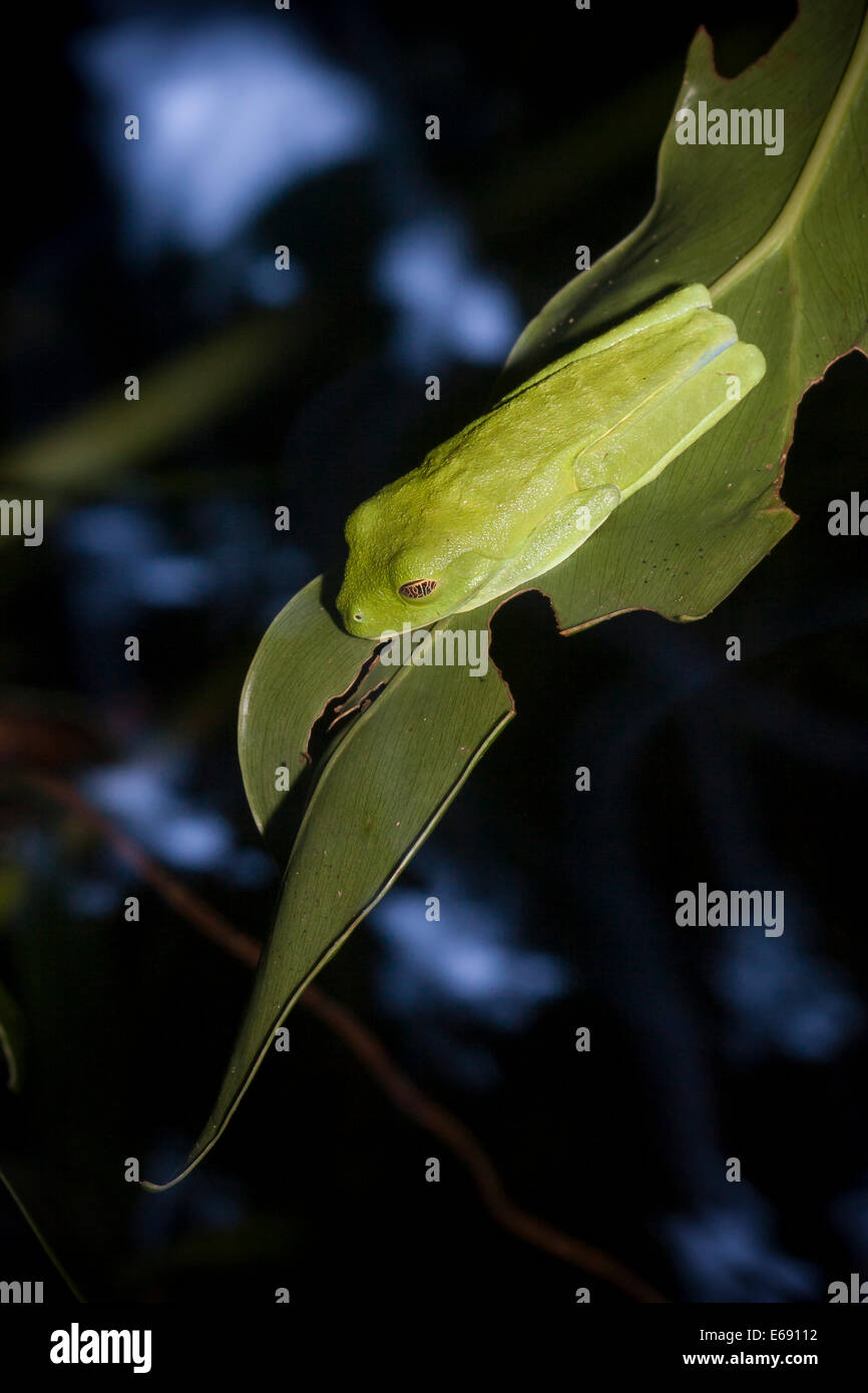 Frog nictitating membrane hi-res stock photography and images - Alamy