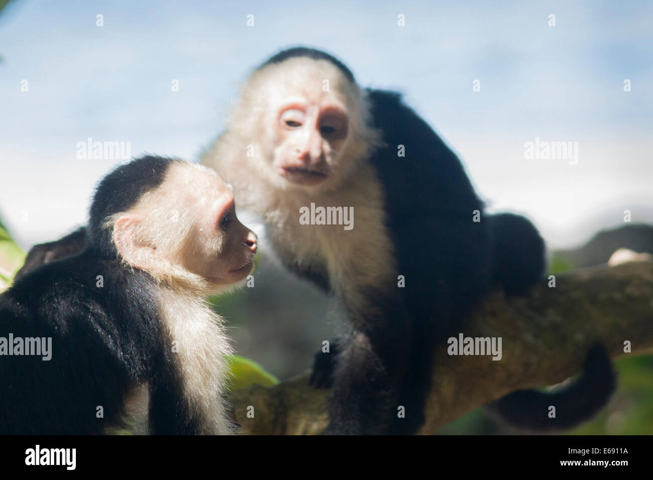 White-headed capuchin monkeys, Cebus capucinus. Photographed in Costa ...