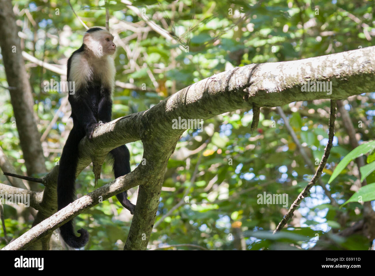White-headed capuchin monkey (Cebus capucinus). Photographed in Costa ...