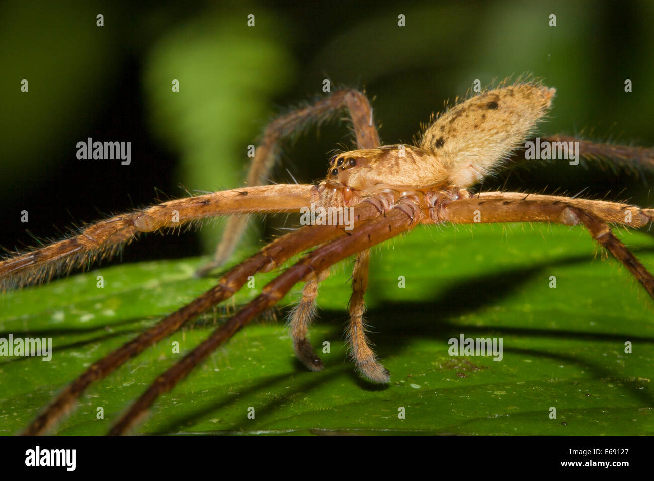 Pedipalps hi-res stock photography and images - Alamy