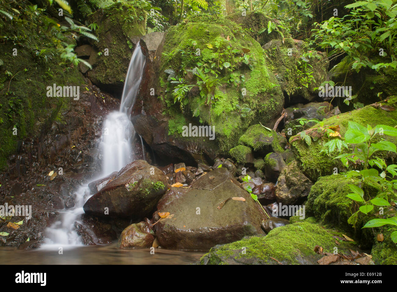 Bosque seco panama hi-res stock photography and images - Alamy