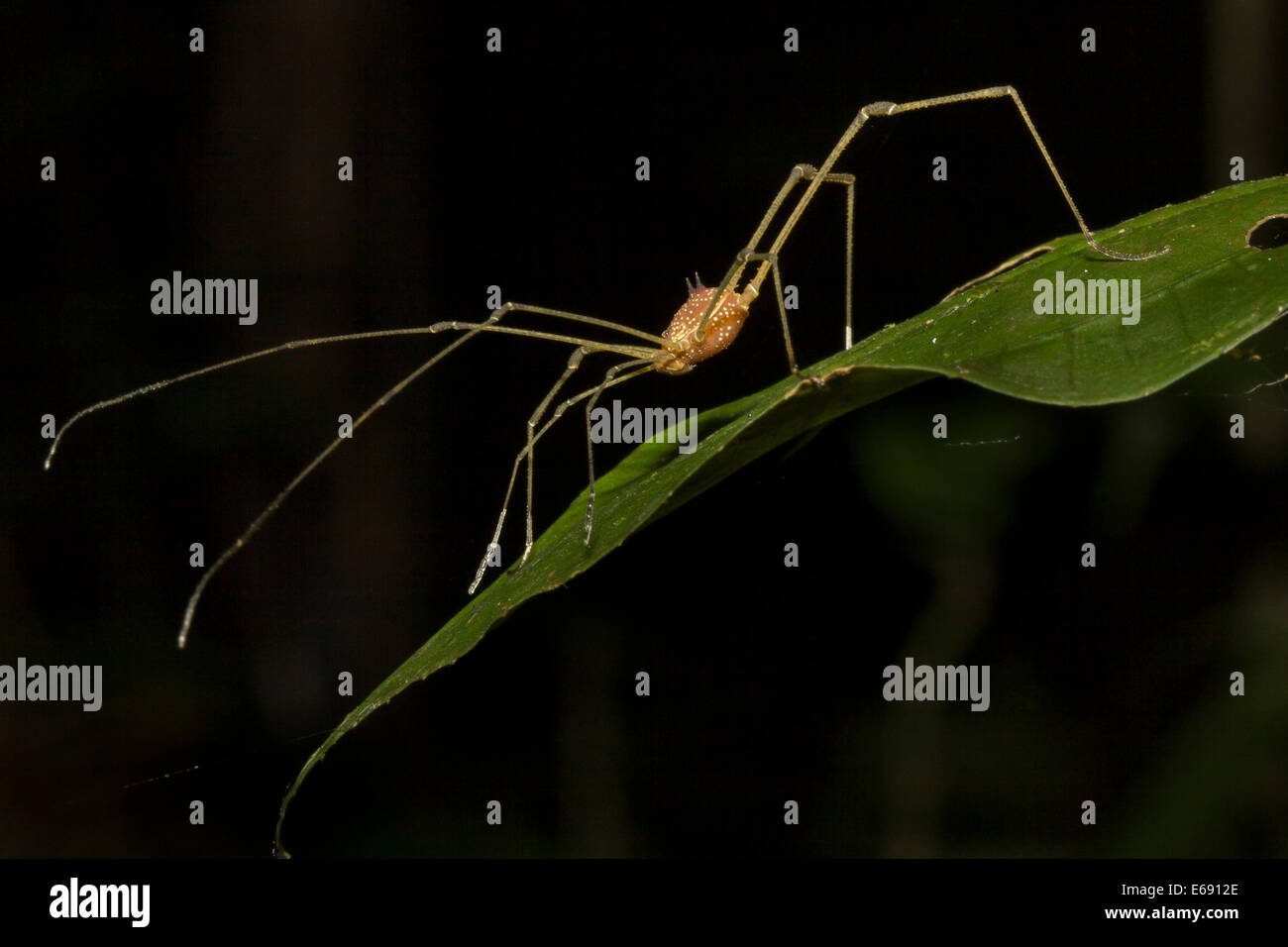 A superbly ornate tropical harvestman (order Opiliones). Photographed ...