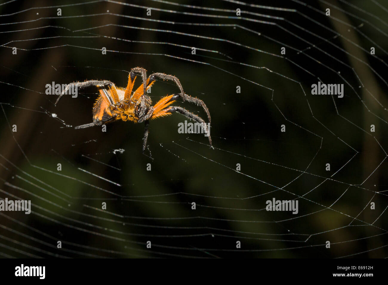 A tropical orb-weaving spider. Photographed in Panama Stock Photo - Alamy