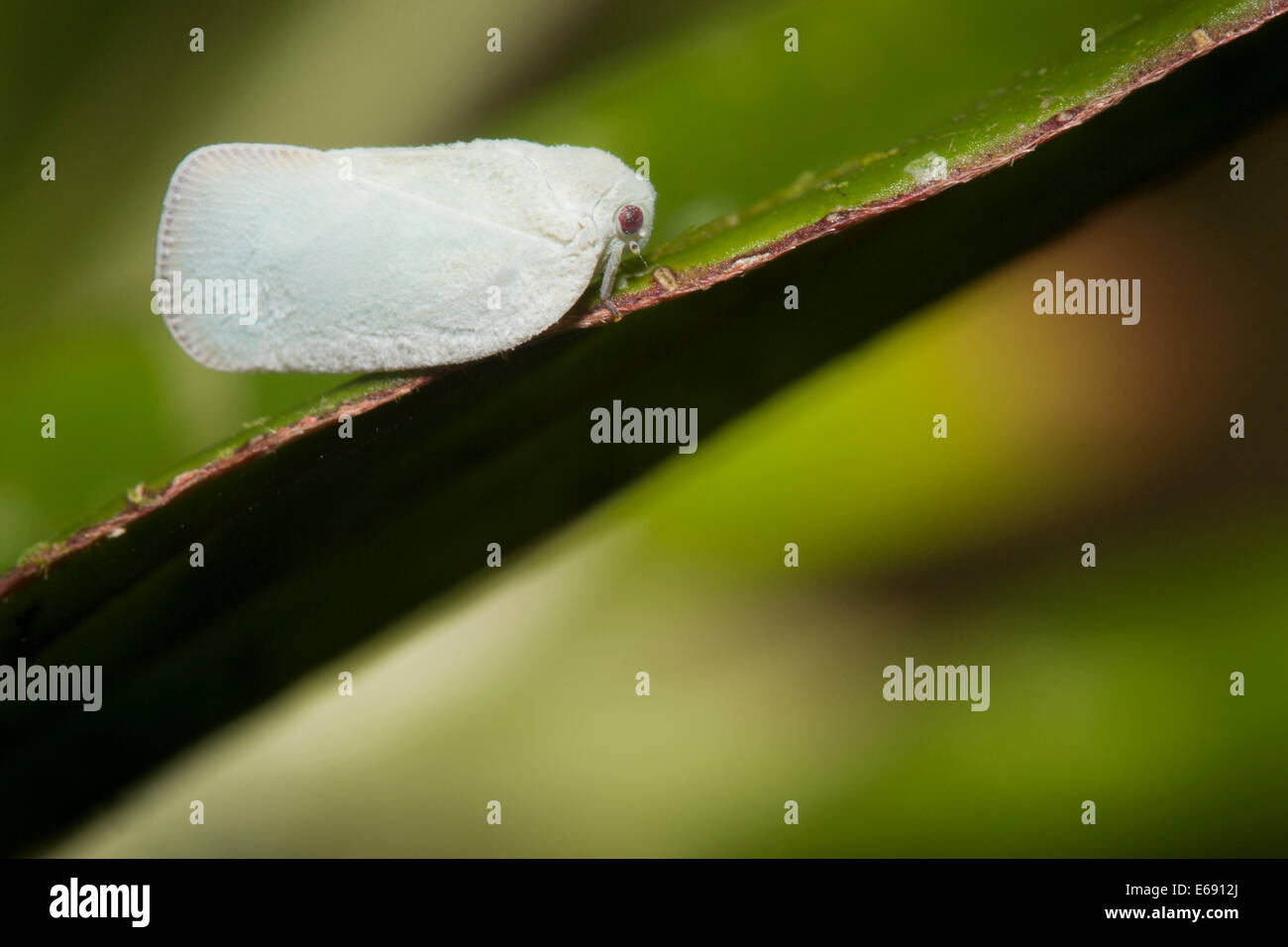 A tropical species of planthopper, photographed in the mountain ...