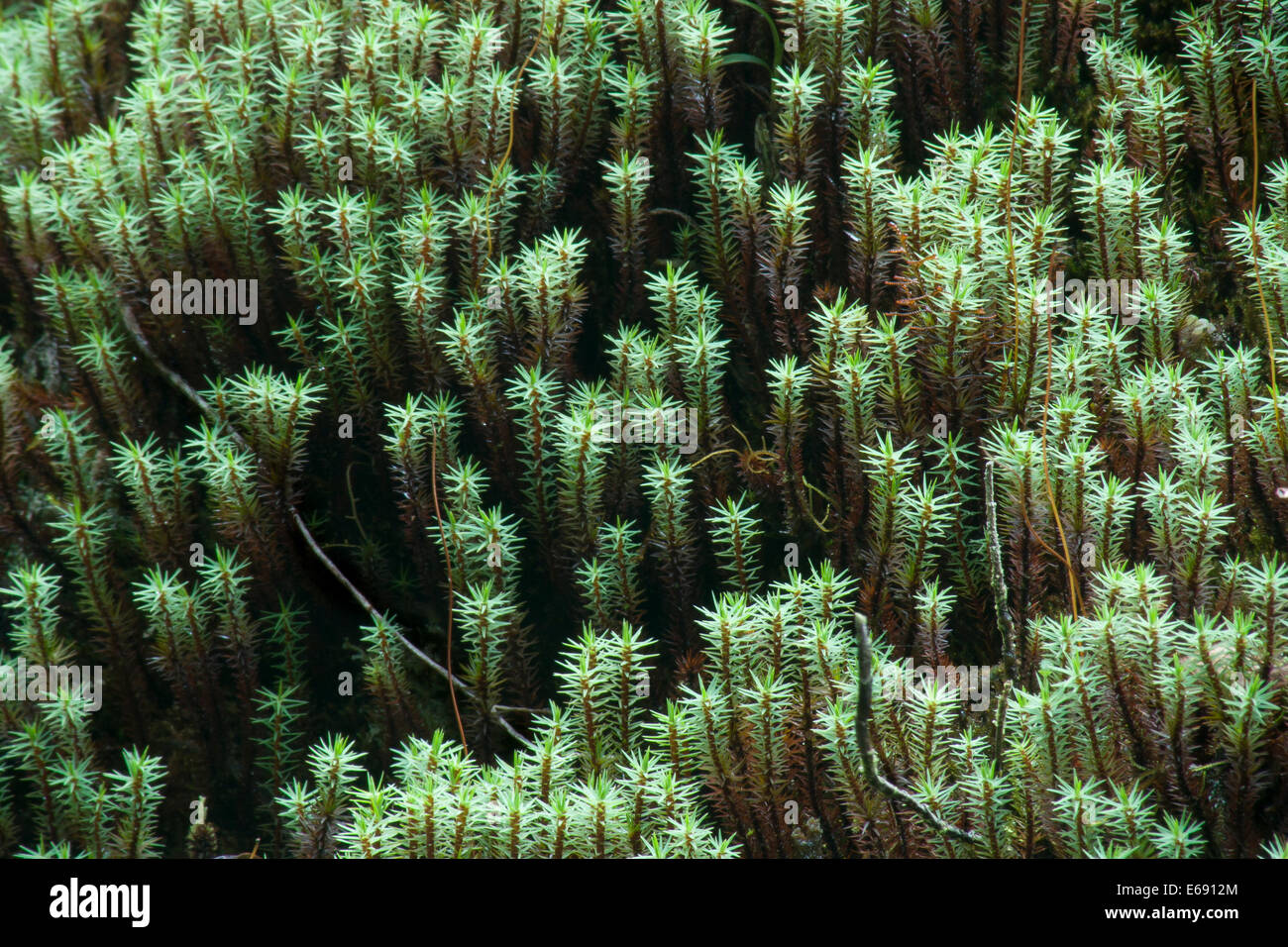A verdant bed of moss; photographed in the mountain rainforests of ...