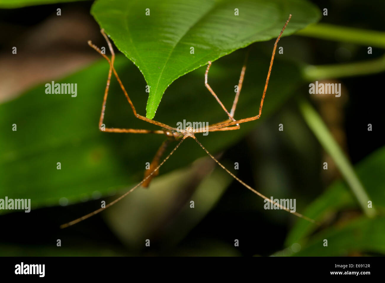 Tropical species of walking stick (order Phasmida Stock Photo - Alamy