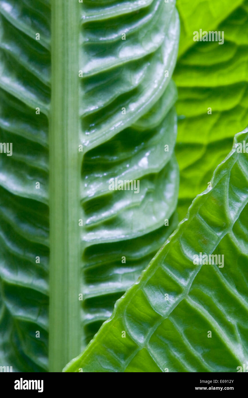 Curled tropical leaf in the mountain rainforests of Panama Stock Photo ...