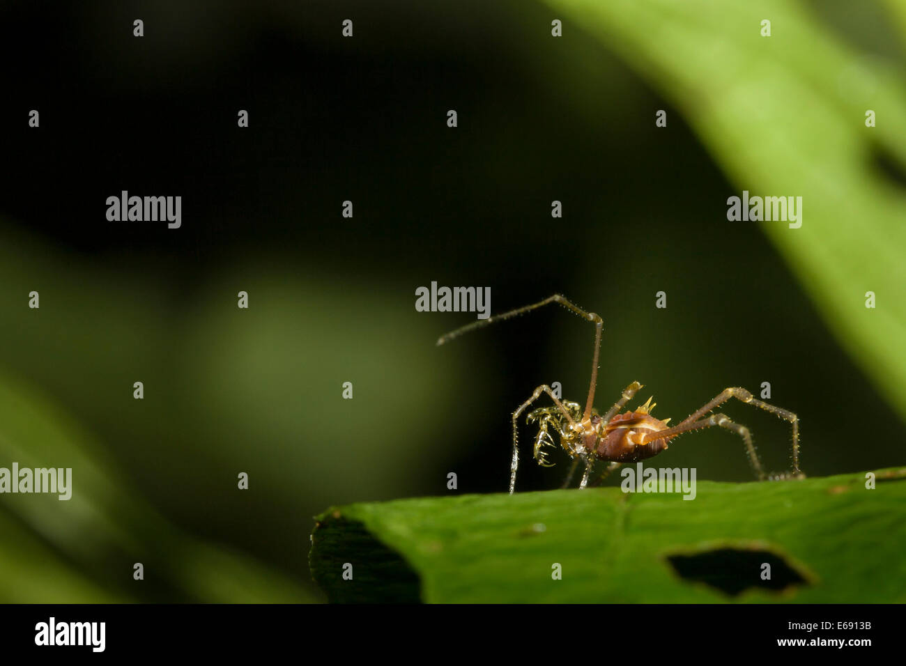 A tropical harvestman (order Opiliones) with spiny pedipalps clearly ...