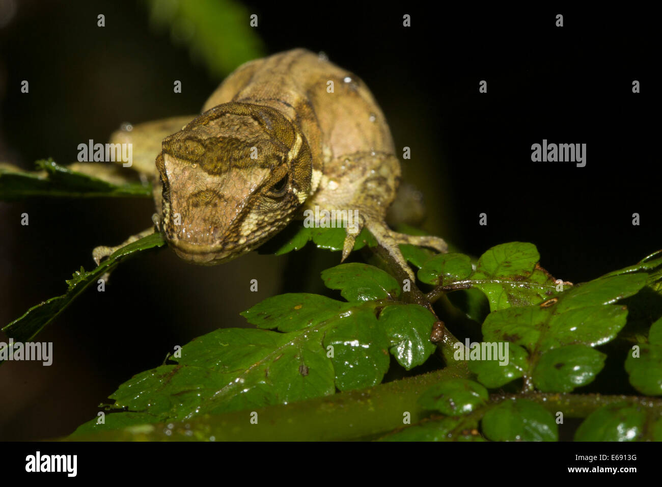 A tropical species of anole lizard (Anolis pseudopachypus) photographed ...