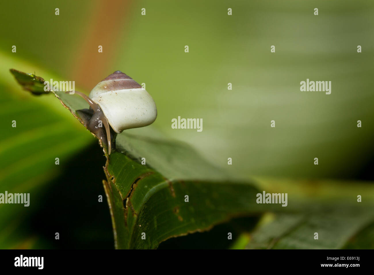 A colorful land snail. Photographed in the mountain rainforests of ...