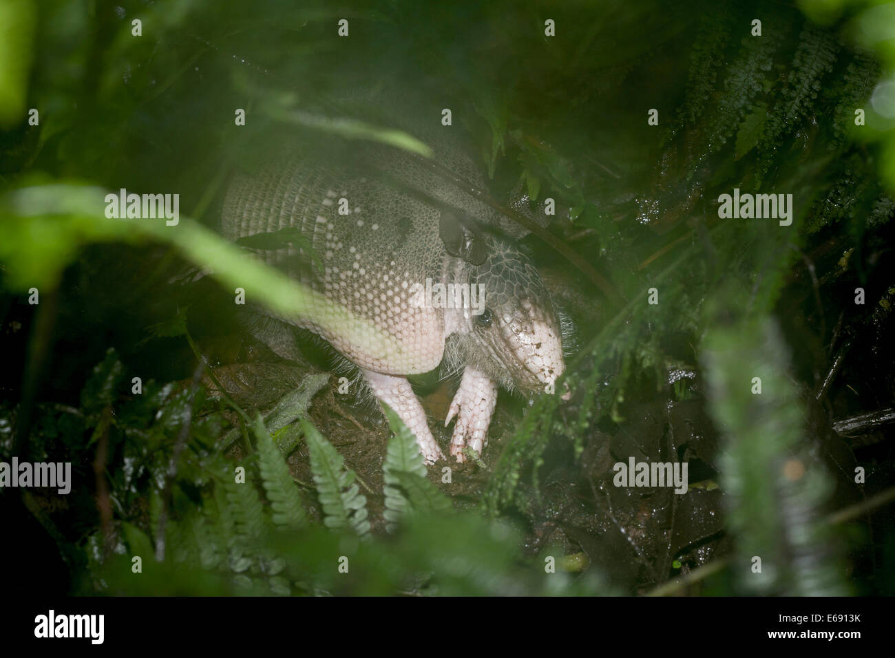 An armadillo rooting through soil. Photographed in the mountain ...