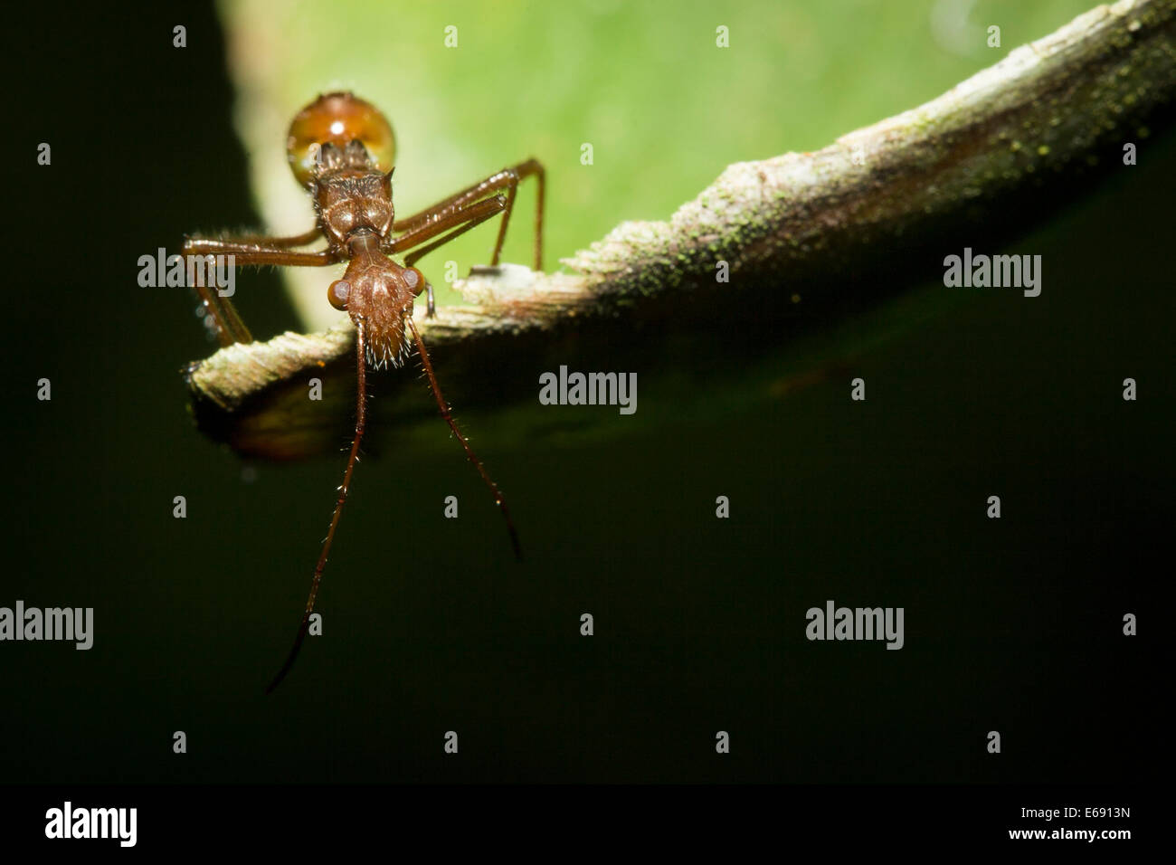 Batesian Mimicry High Resolution Stock Photography and Images - Alamy
