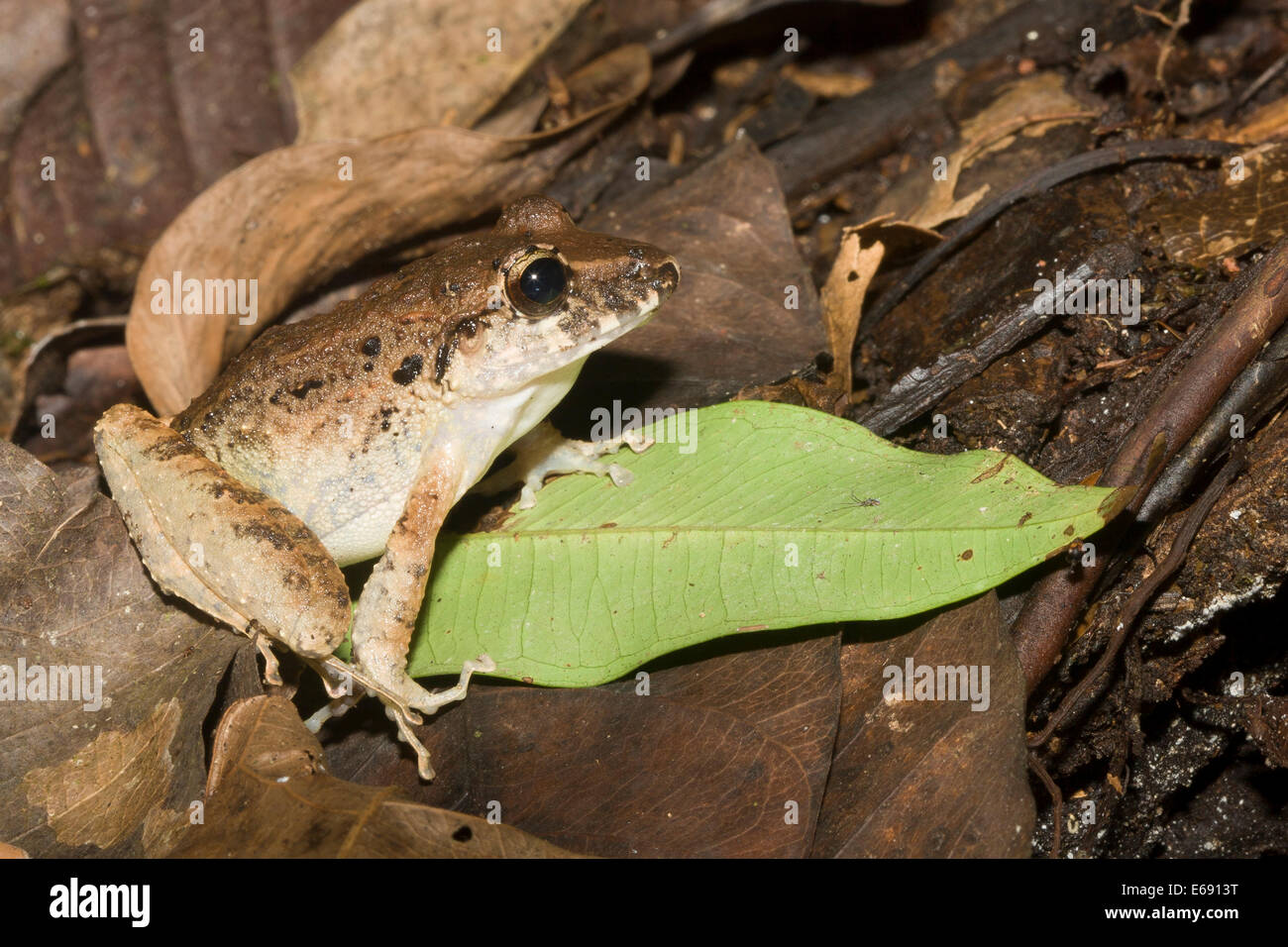 Frog craugastor fitzingeri hi-res stock photography and images - Alamy