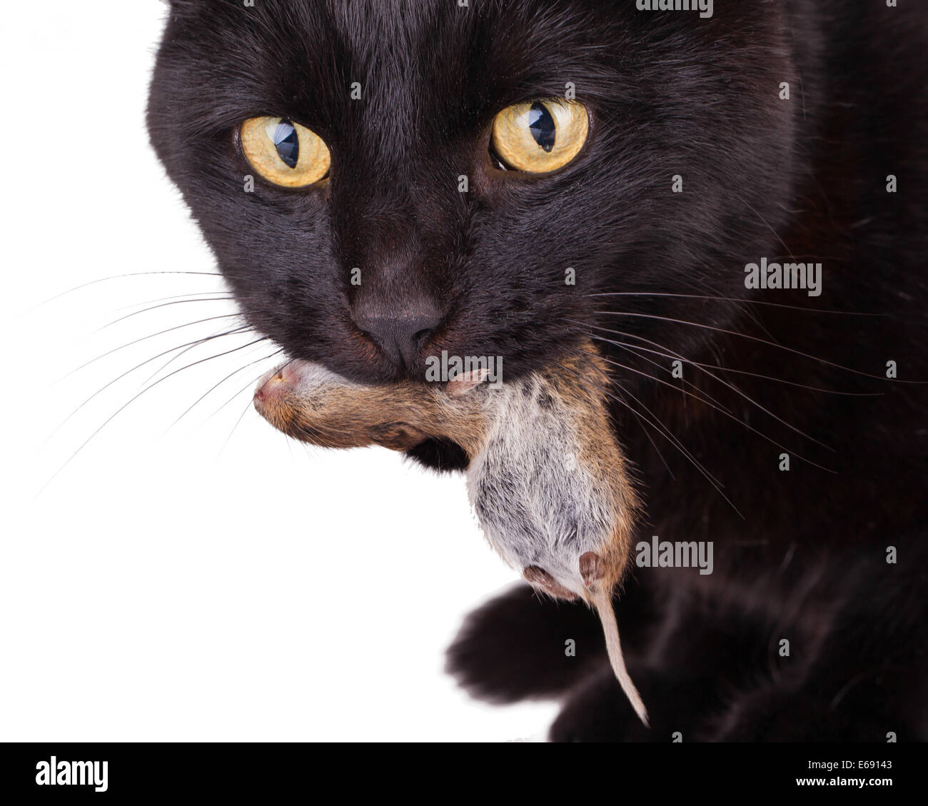 Cat dead mouse mouth hi-res stock photography and images - Alamy