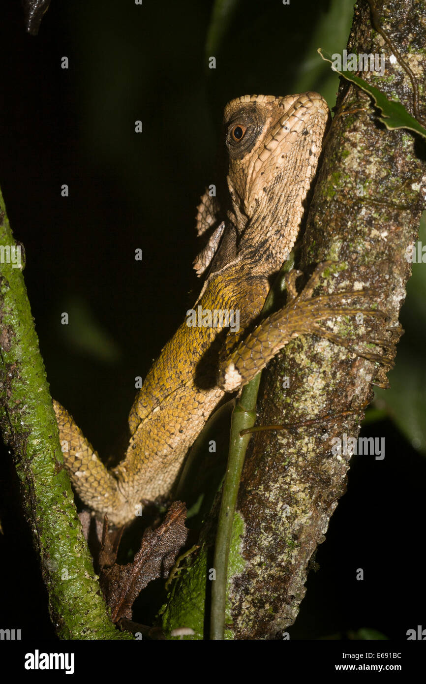 Helmeted iguana (Corytophanes cristatus Stock Photo - Alamy