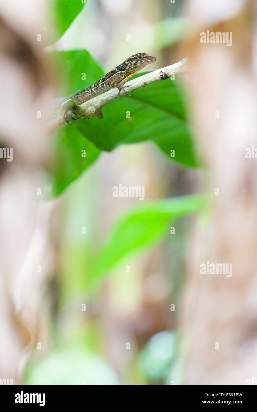 Golfo dulce anole norops hi-res stock photography and images - Alamy