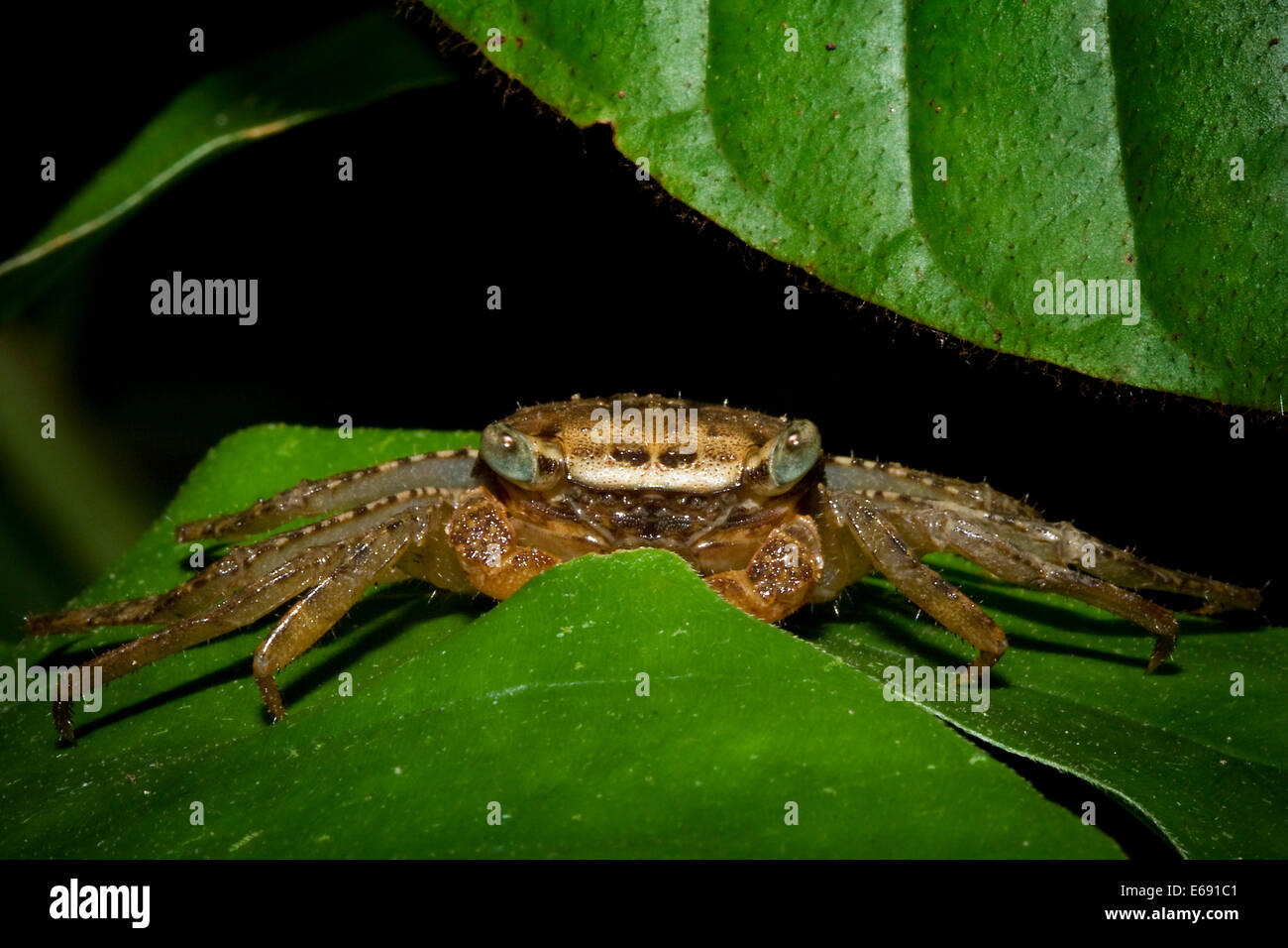 Forest-dwelling crab at night in the lowland rainforests of Costa Rica ...