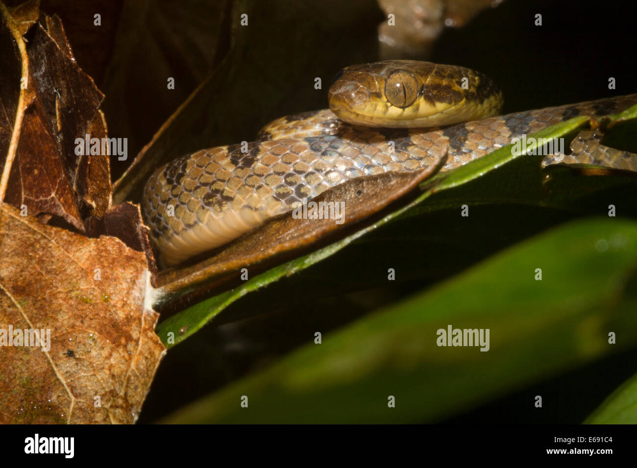 Northern cat-eyed snake (Leptodeira septentrionalis). Photographed in ...